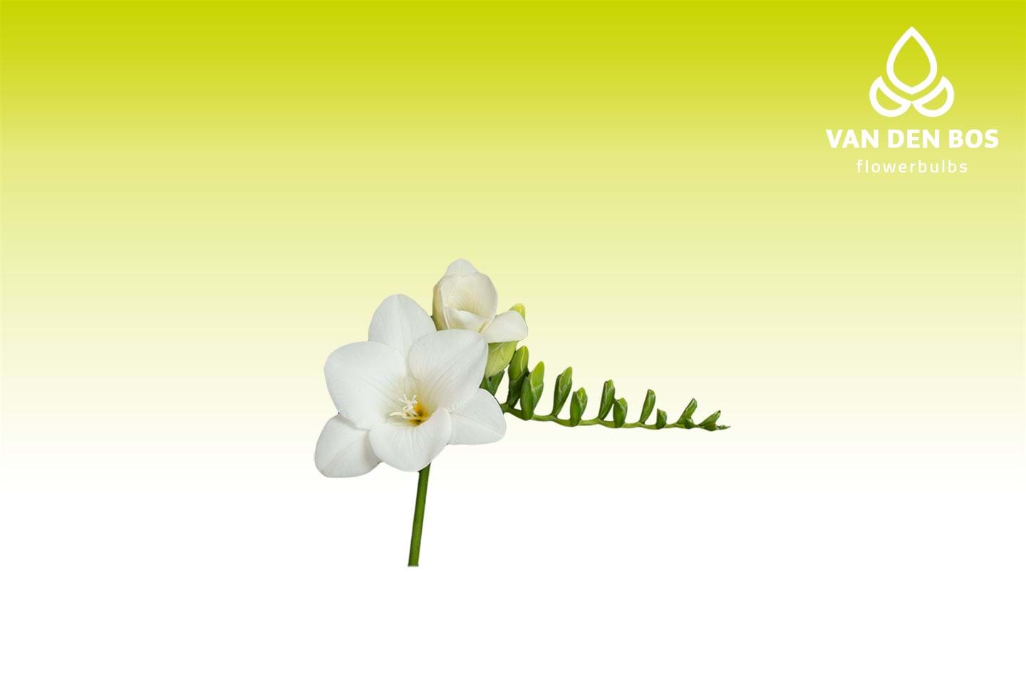 Yukon® Single Freesia Van Den Bos Flowerbulbs